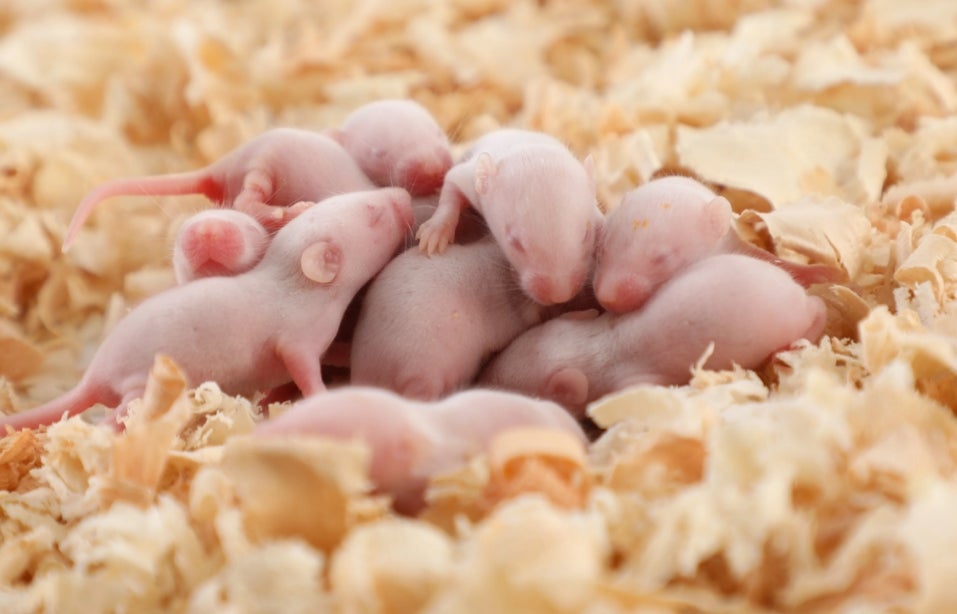 Frozen Mice | Ragin’ Reptiles Supply