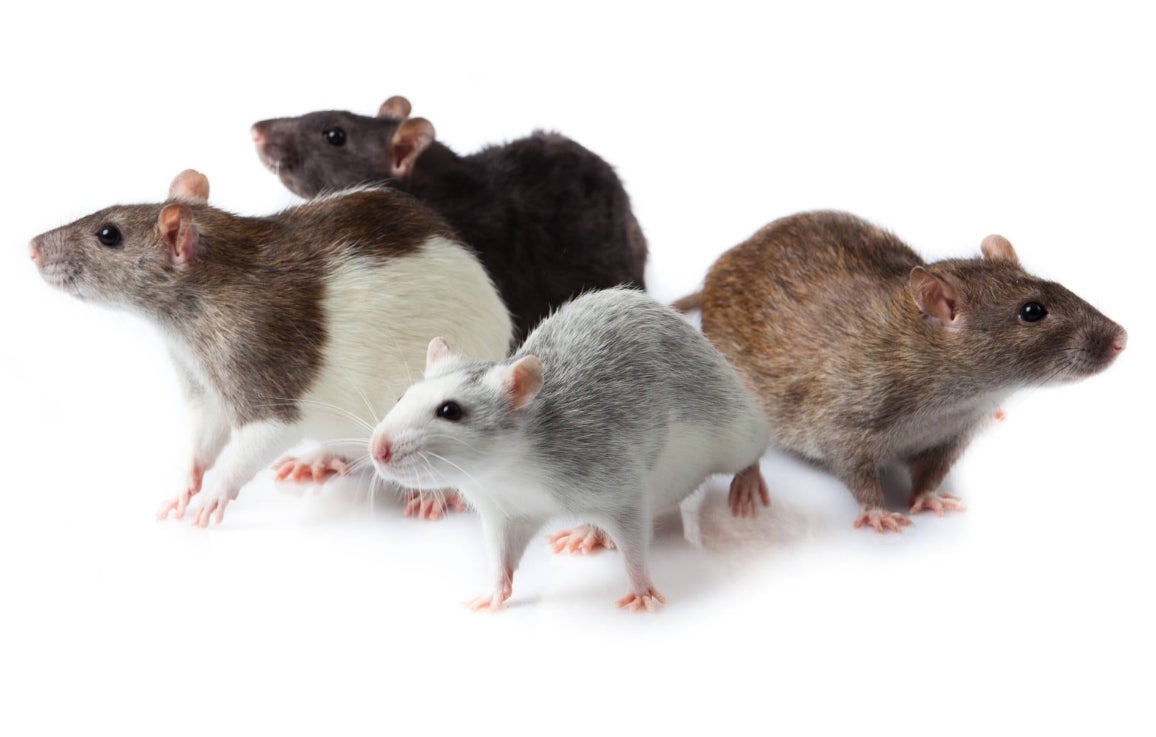 Frozen Rats | Ragin’ Reptiles Supply